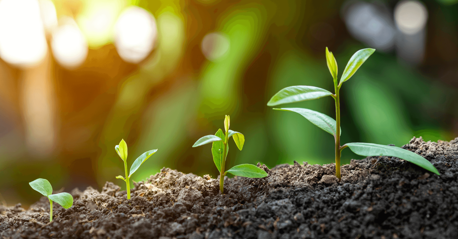 What do Higher Purpose and Vegetables have in Common? | Mint Group SA